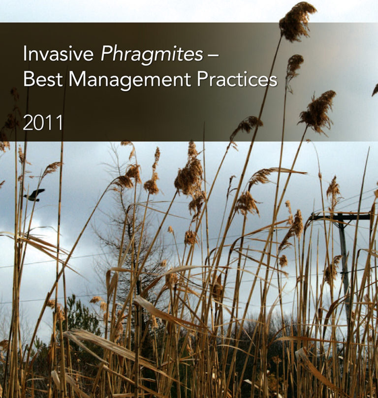 Phragmites - Ontario Invasive Plant Council