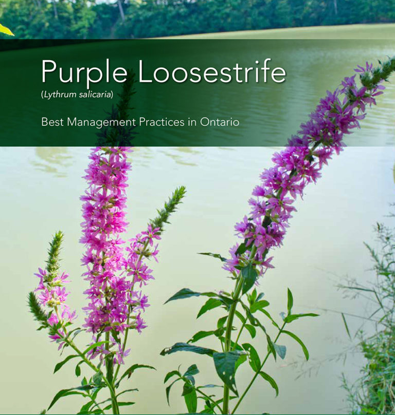 Purple Loosestrife - Ontario Invasive Plant Council