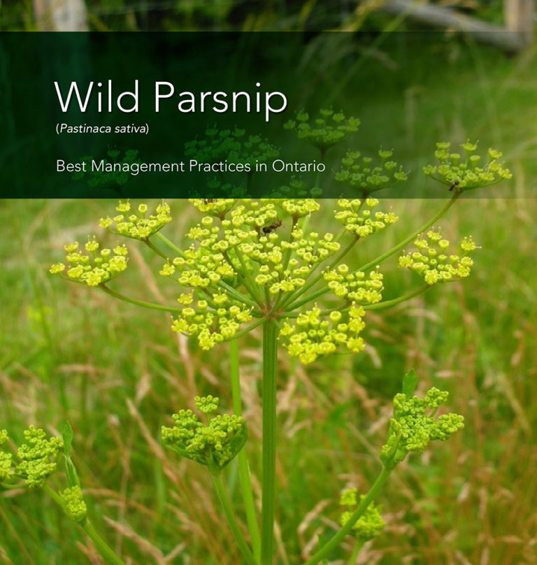 Wild Parsnip - Ontario Invasive Plant Council