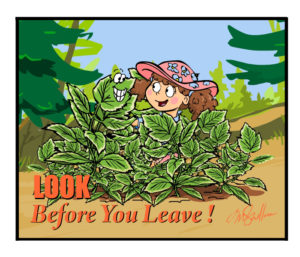 Look Before You Leave Campaign - Ontario Invasive Plant Council