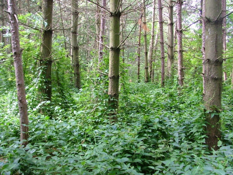 Dog-strangling Vine - Ontario Invasive Plant Council