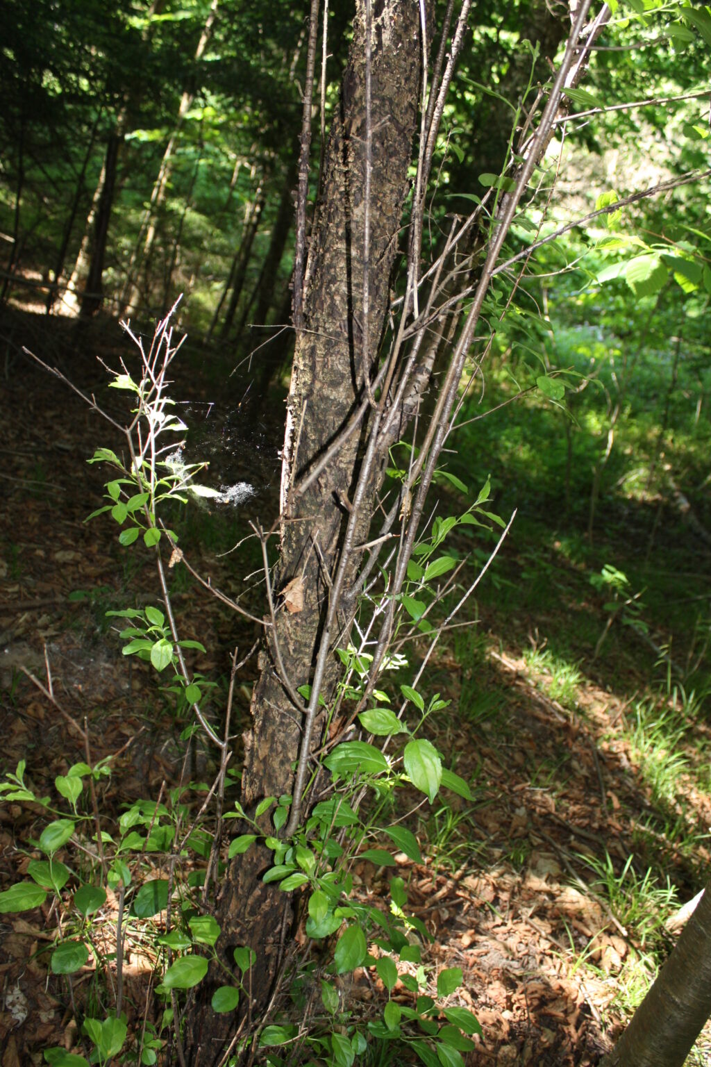 Buckthorn - Ontario Invasive Plant Council