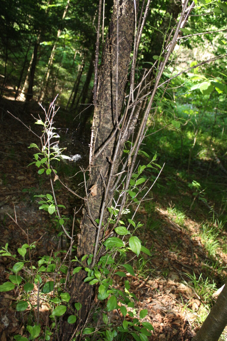 Buckthorn - Ontario Invasive Plant Council