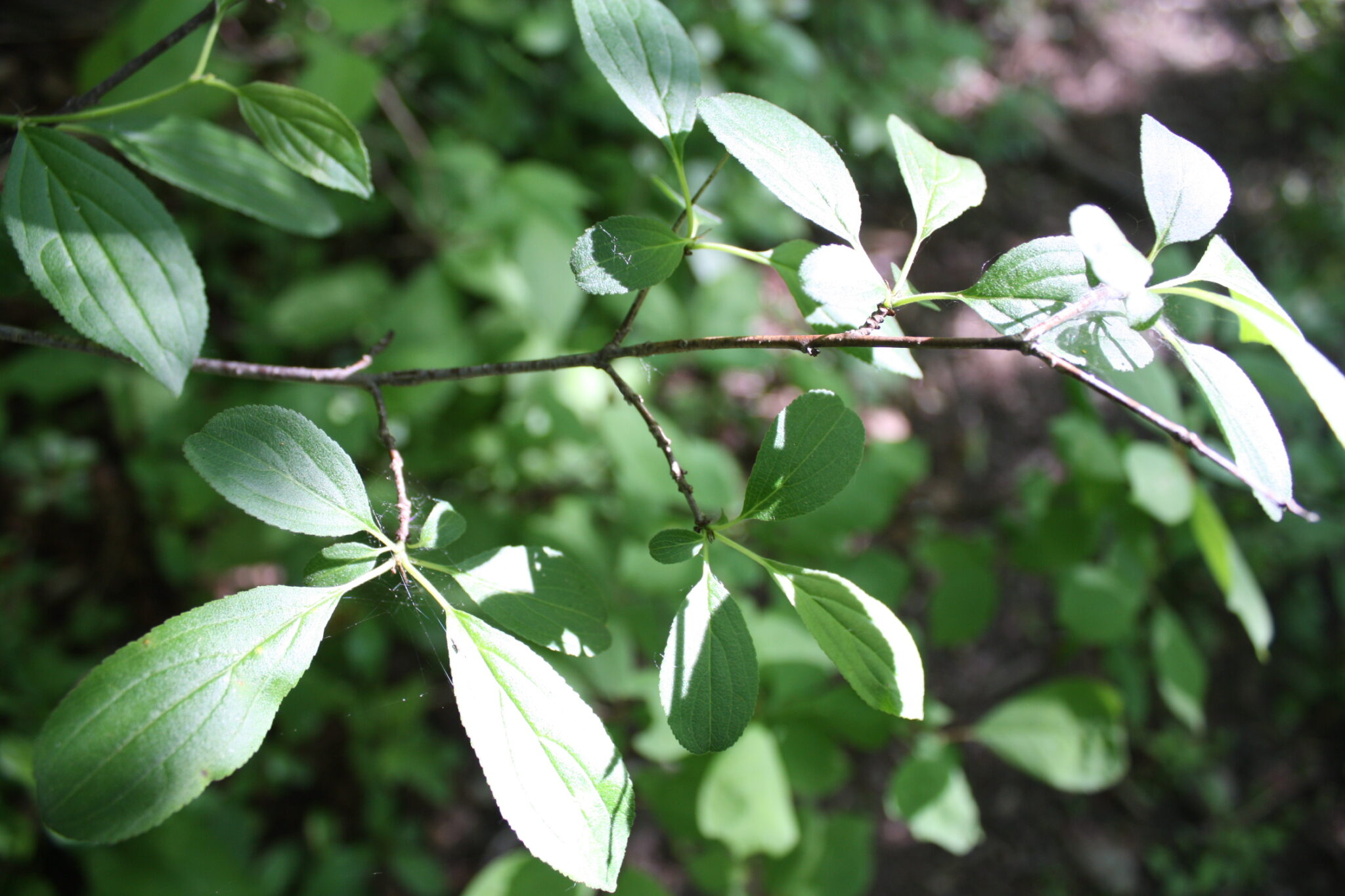Buckthorn - Ontario Invasive Plant Council