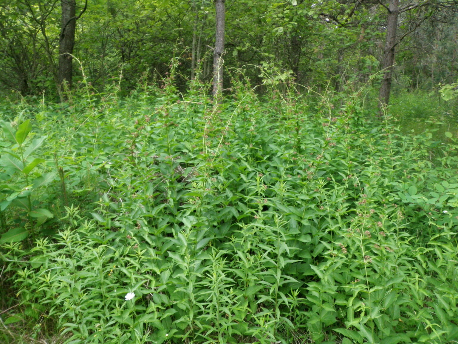 OLYMPUS DIGITAL CAMERA - Ontario Invasive Plant Council