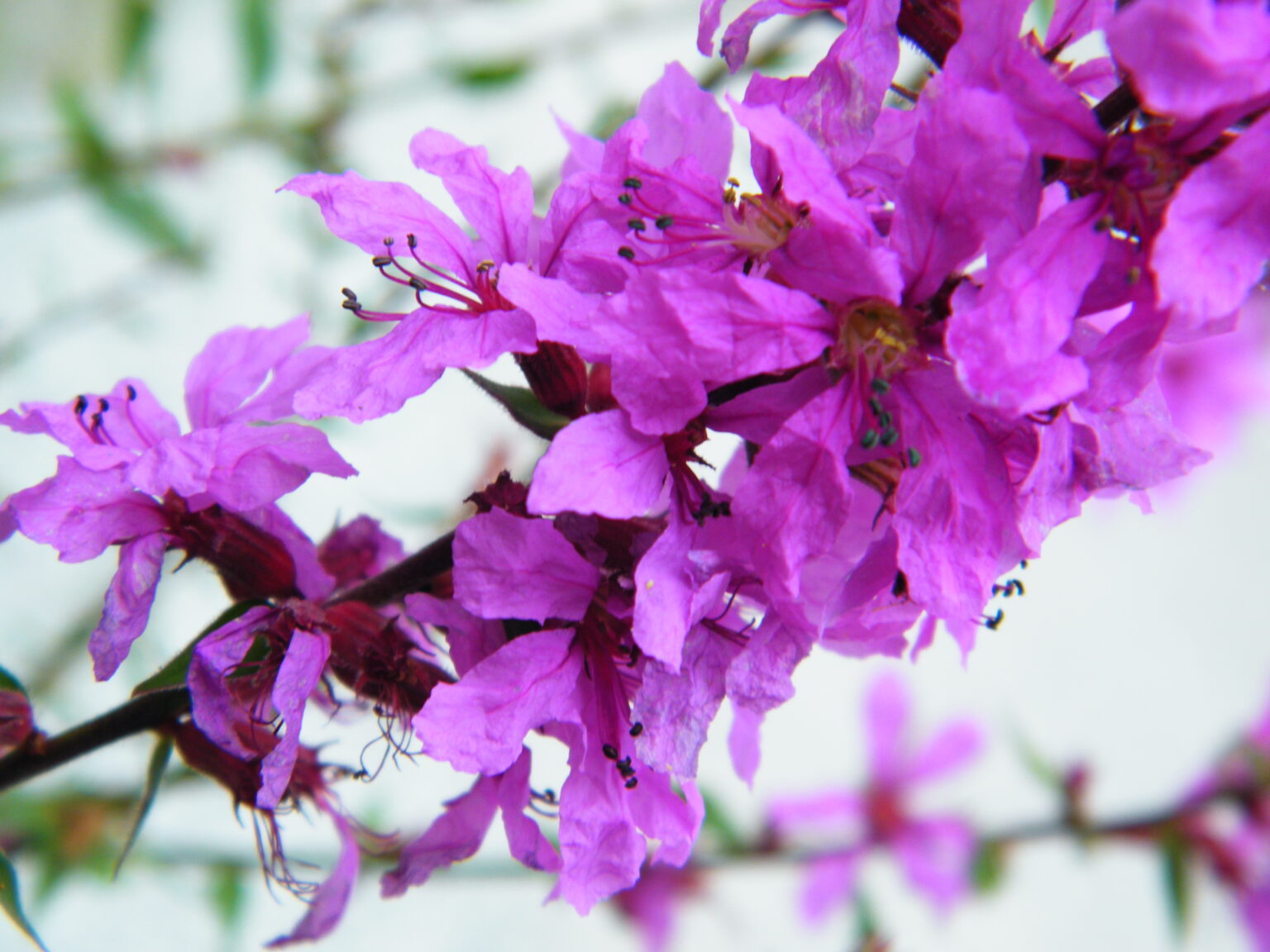Purple Loosestrife - Ontario Invasive Plant Council