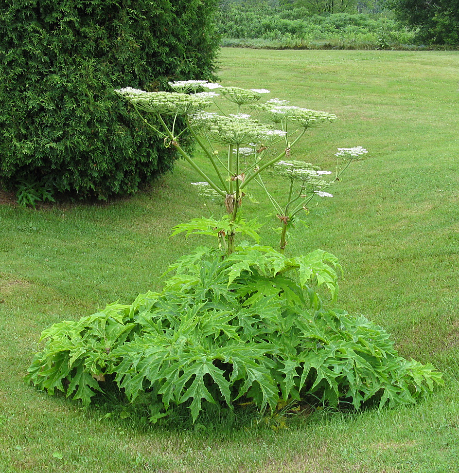Giant Hogweed Ontario Invasive Plant Council