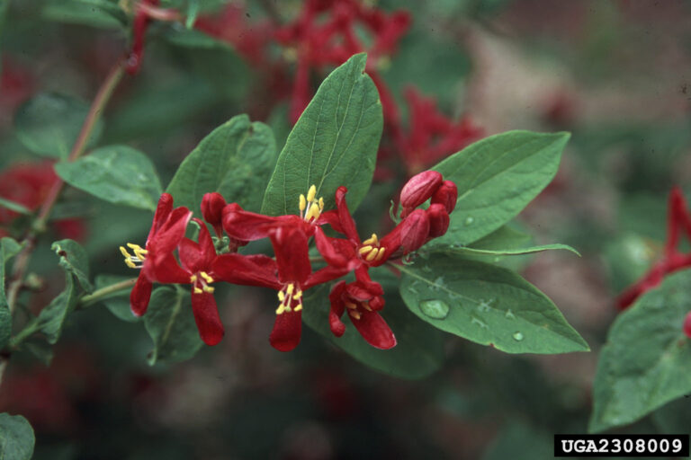 Invasive Honeysuckles - Ontario Invasive Plant Council