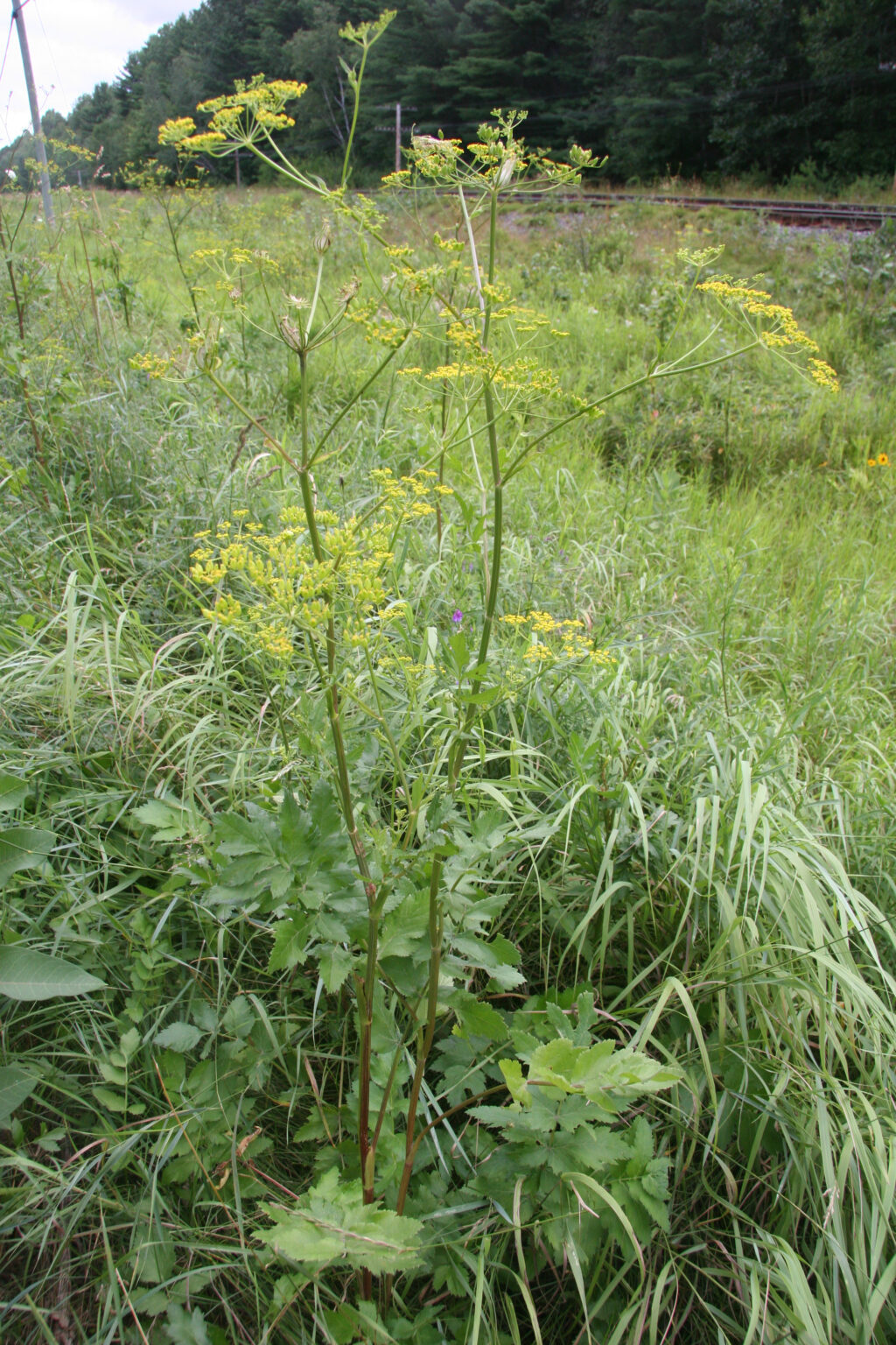 Wild Parsnip - Ontario Invasive Plant Council