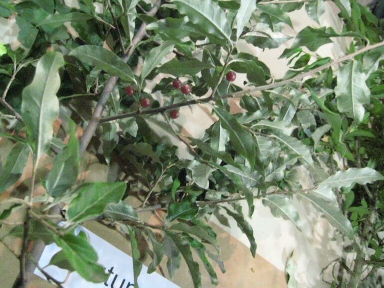 Autumn Olive - Ontario Invasive Plant Council