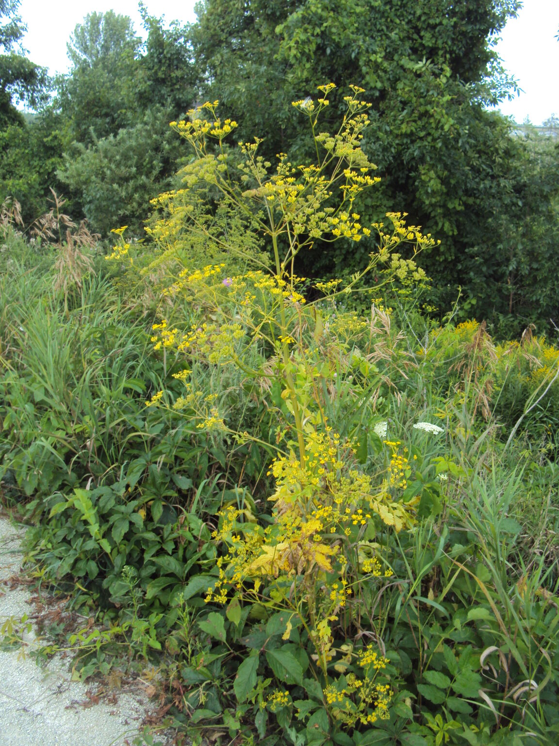 Wild Parsnip - Ontario Invasive Plant Council
