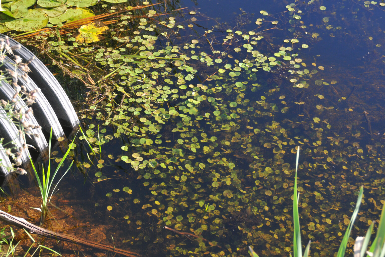 European Frog-Bit - Ontario Invasive Plant Council