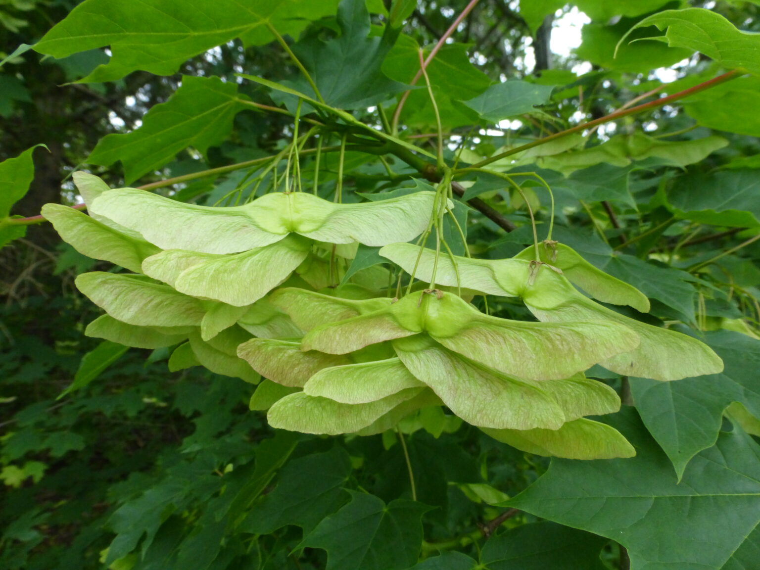Norway Maple - Ontario Invasive Plant Council