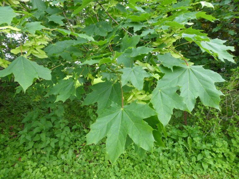 Norway Maple - Ontario Invasive Plant Council