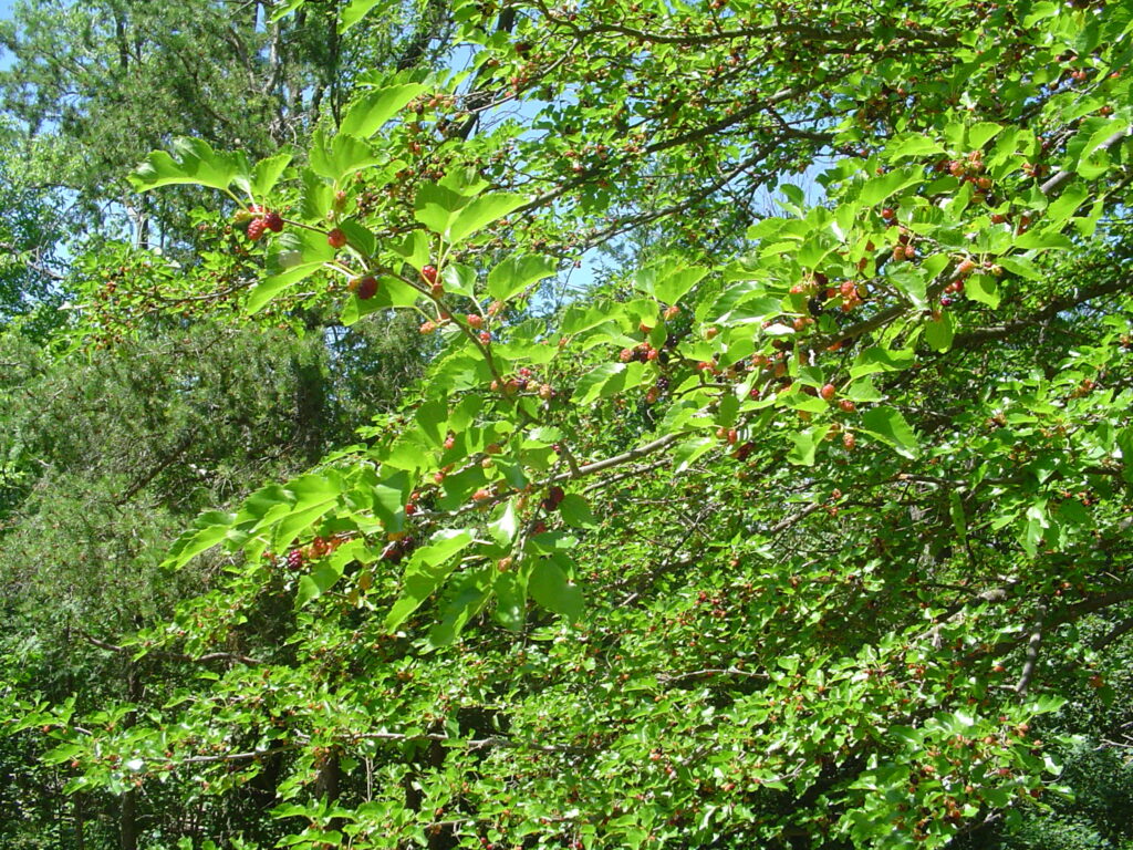 jul1409-023-mulberry - Ontario Invasive Plant Council