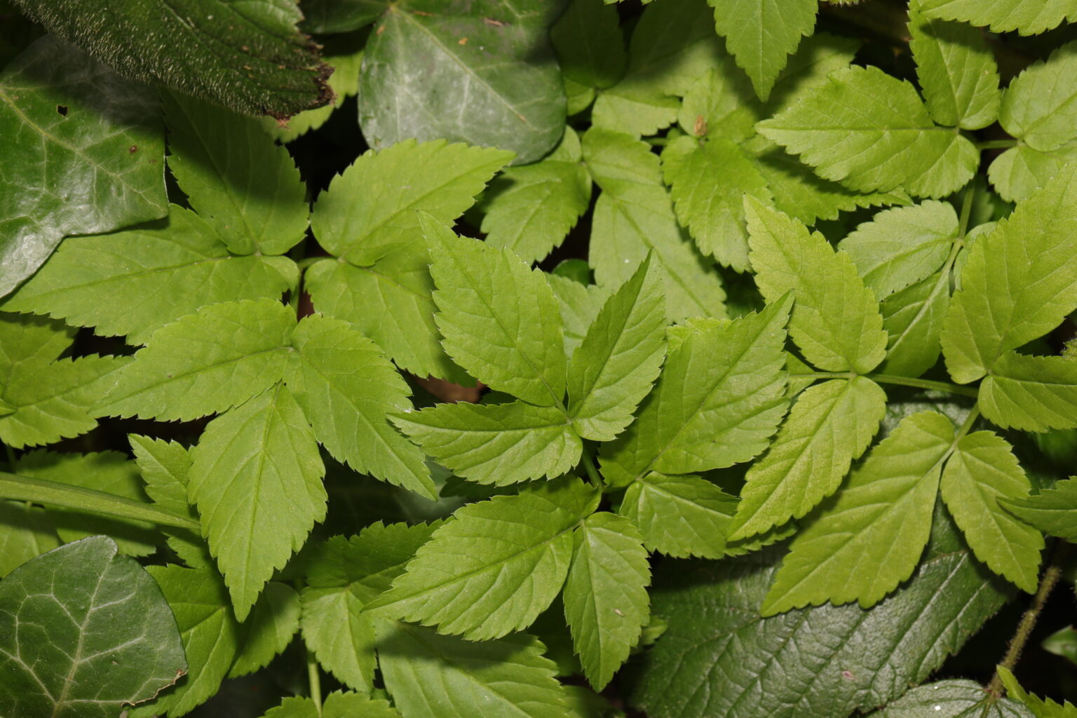Goutweed - Ontario Invasive Plant Council
