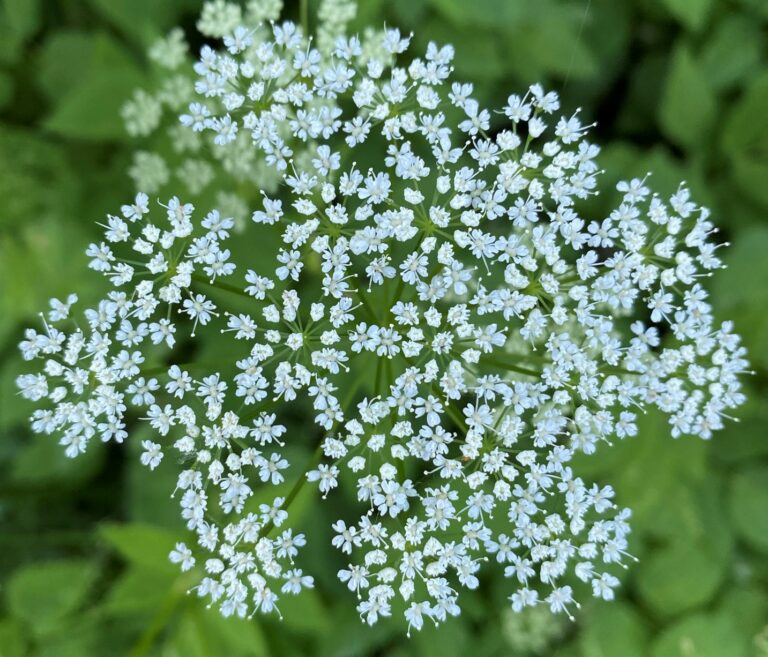 Goutweed - Ontario Invasive Plant Council