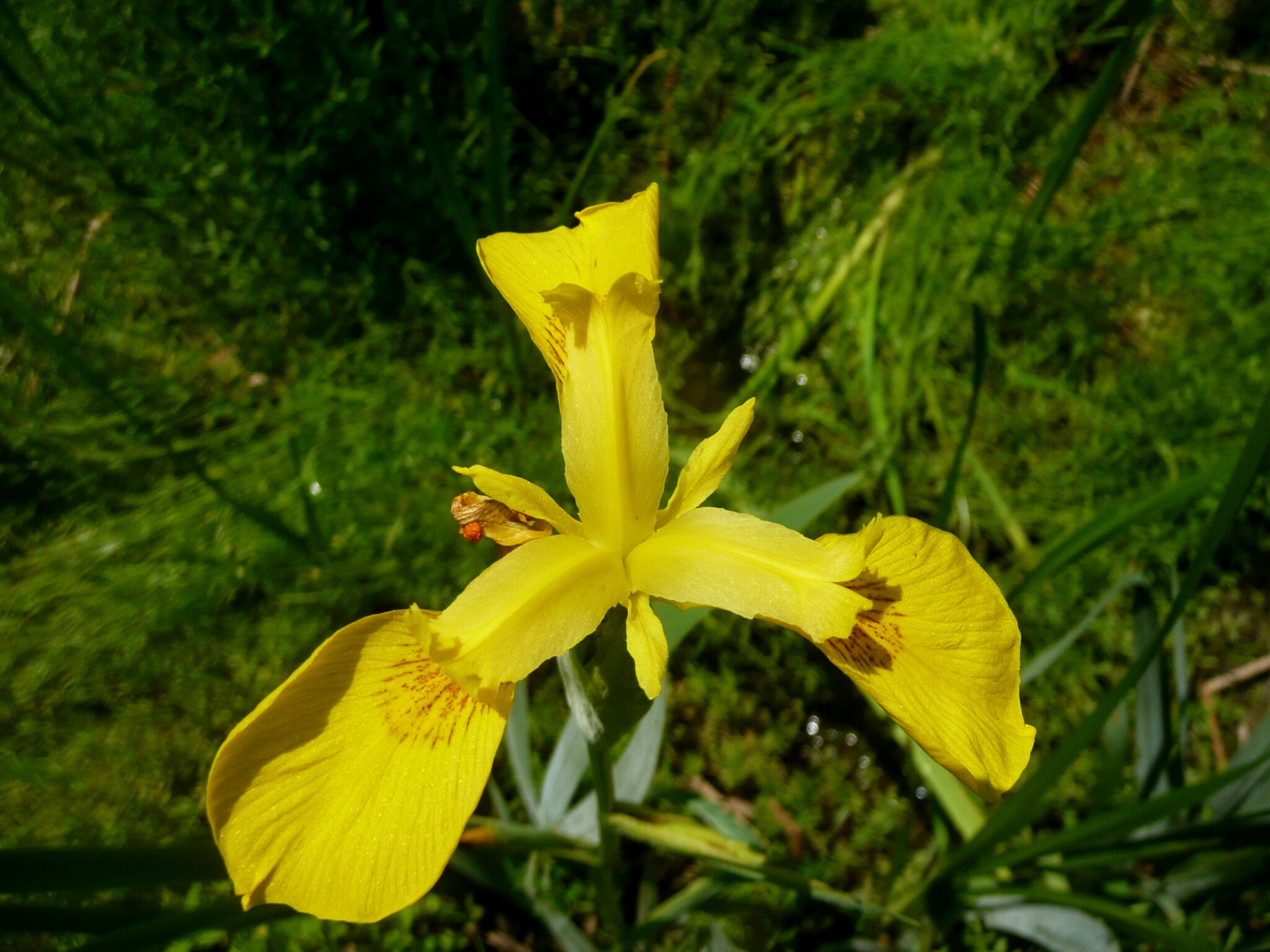 Yellow Iris - Ontario Invasive Plant Council