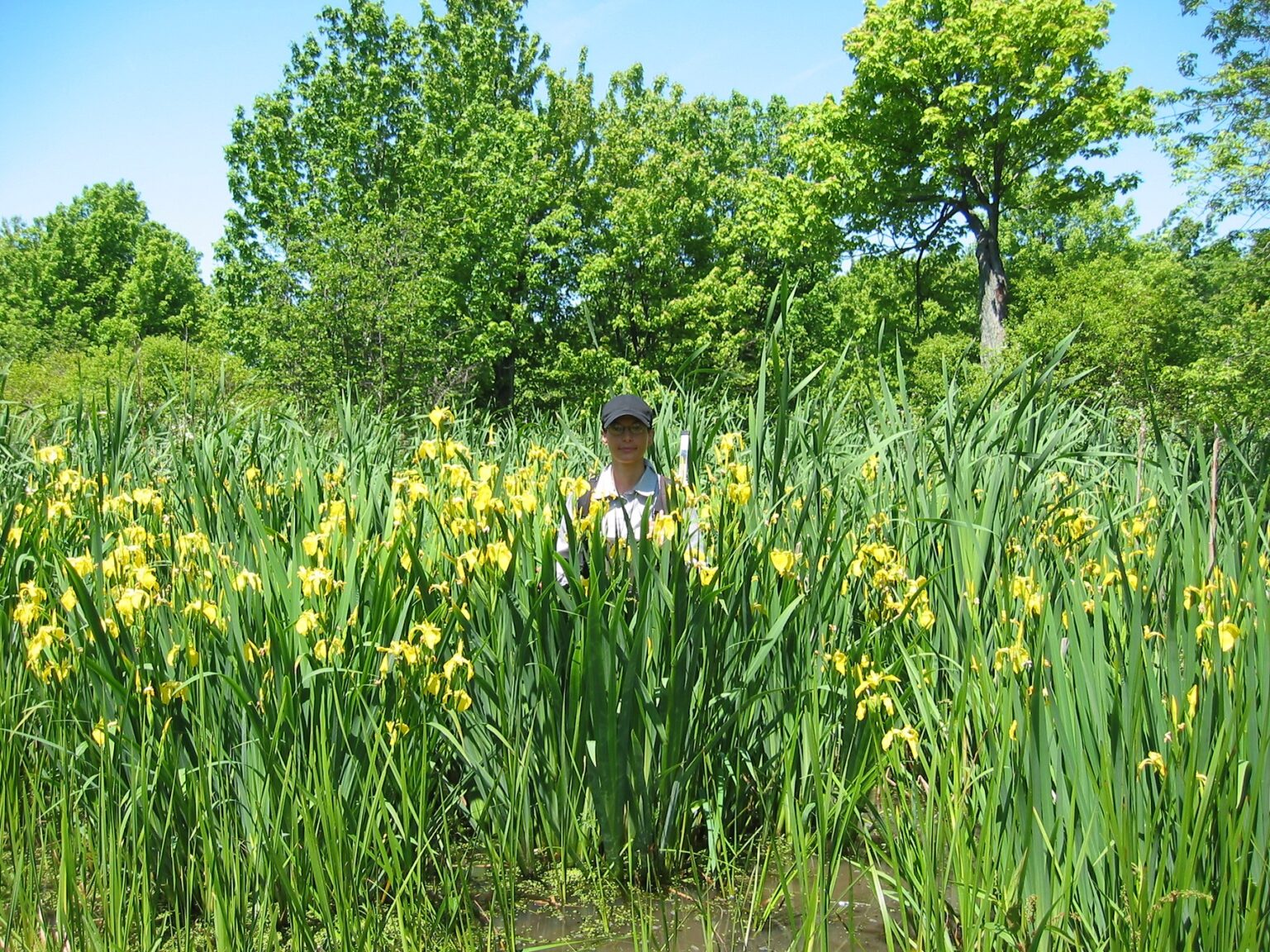 Yellow Iris - Ontario Invasive Plant Council