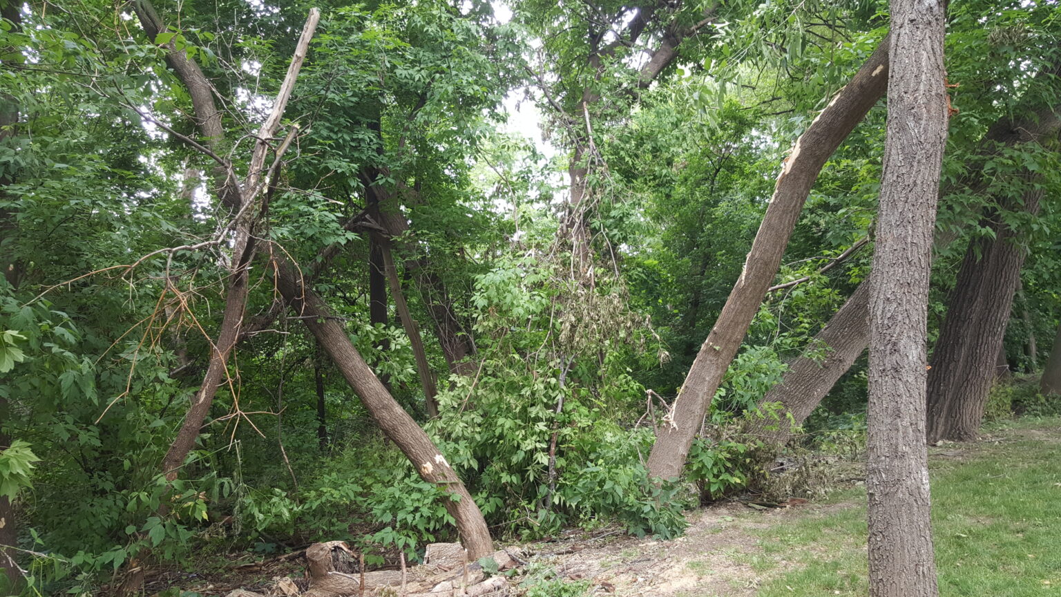 Manitoba Maple - Ontario Invasive Plant Council