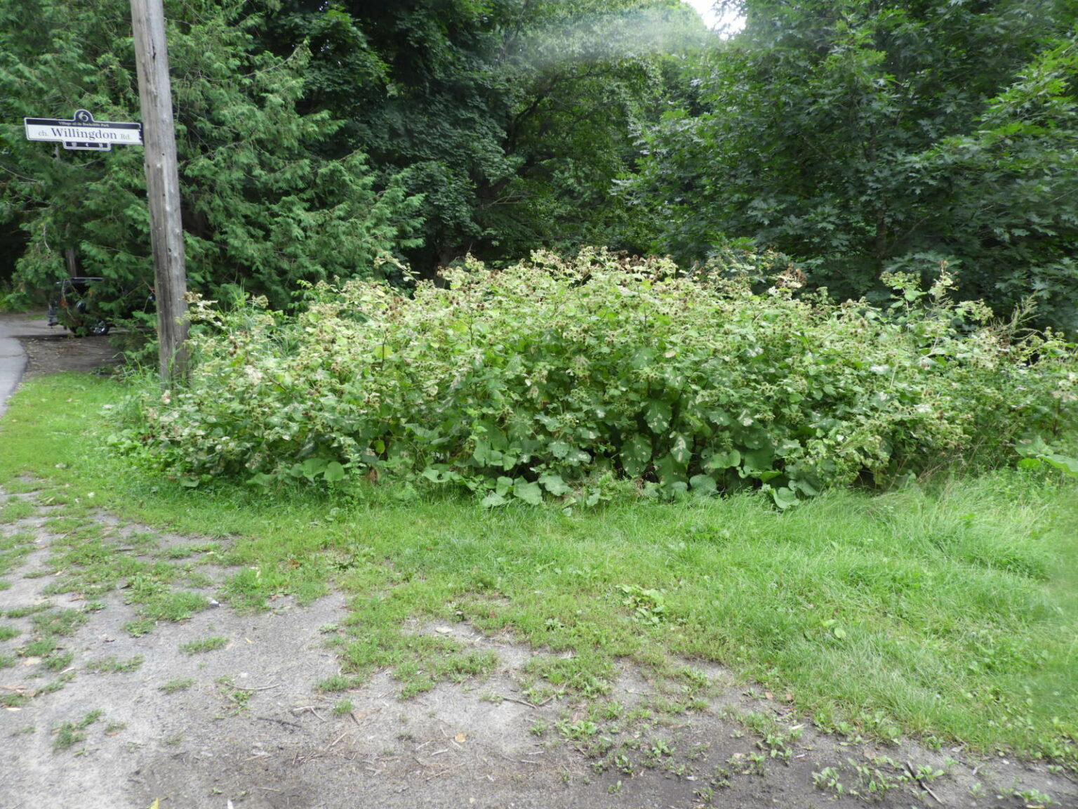 Burdock - Ontario Invasive Plant Council