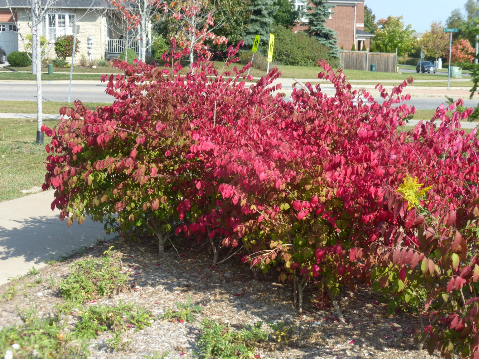 Winged Euonymus - Ontario Invasive Plant Council