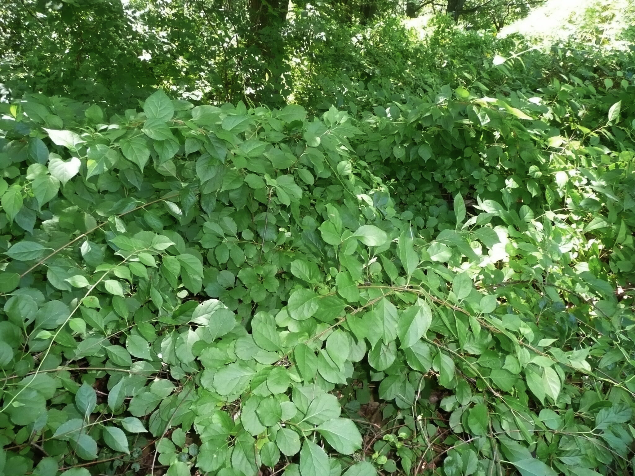 Oriental Bittersweet - Ontario Invasive Plant Council