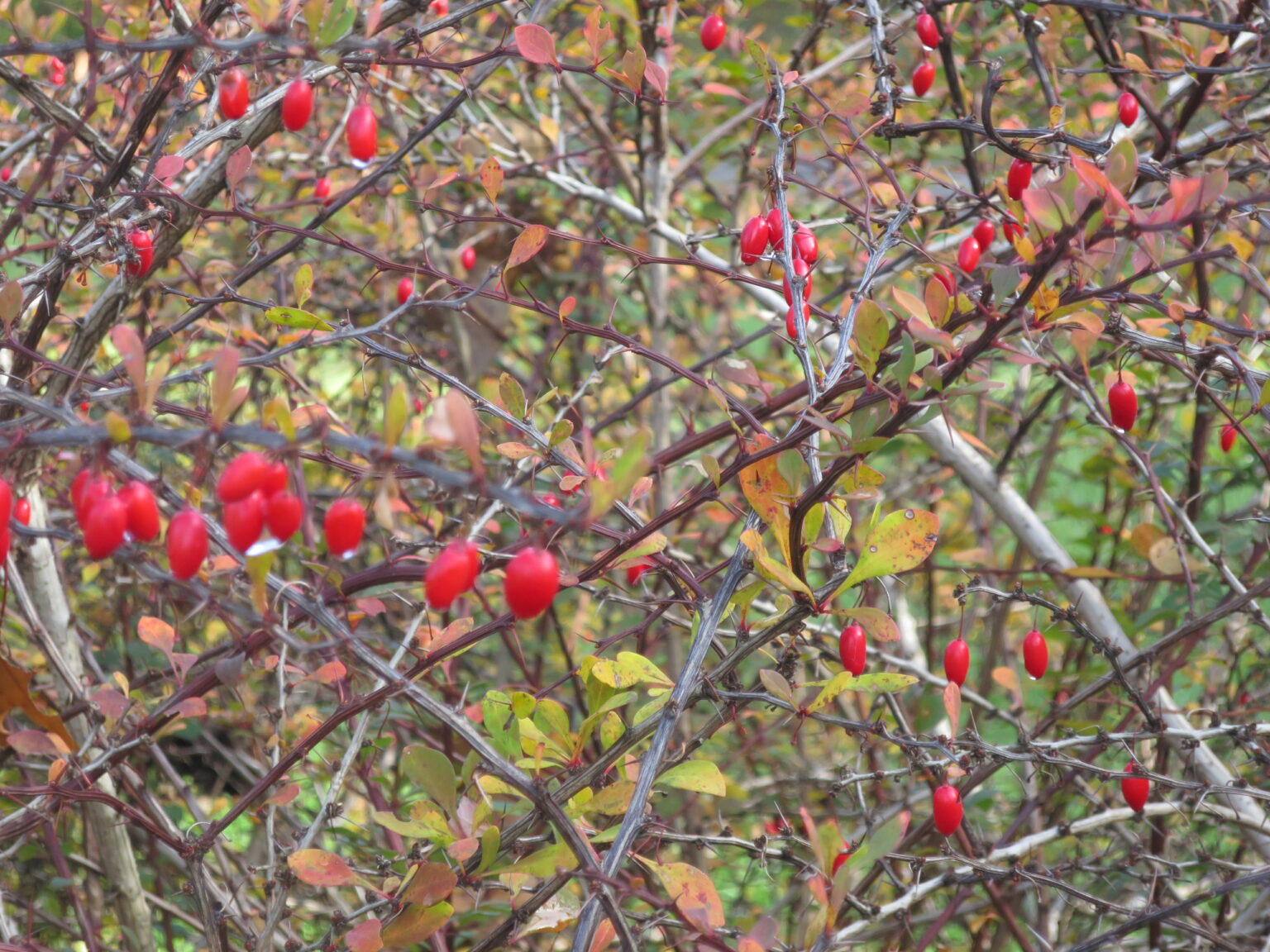 Japanese Barberry - Ontario Invasive Plant Council
