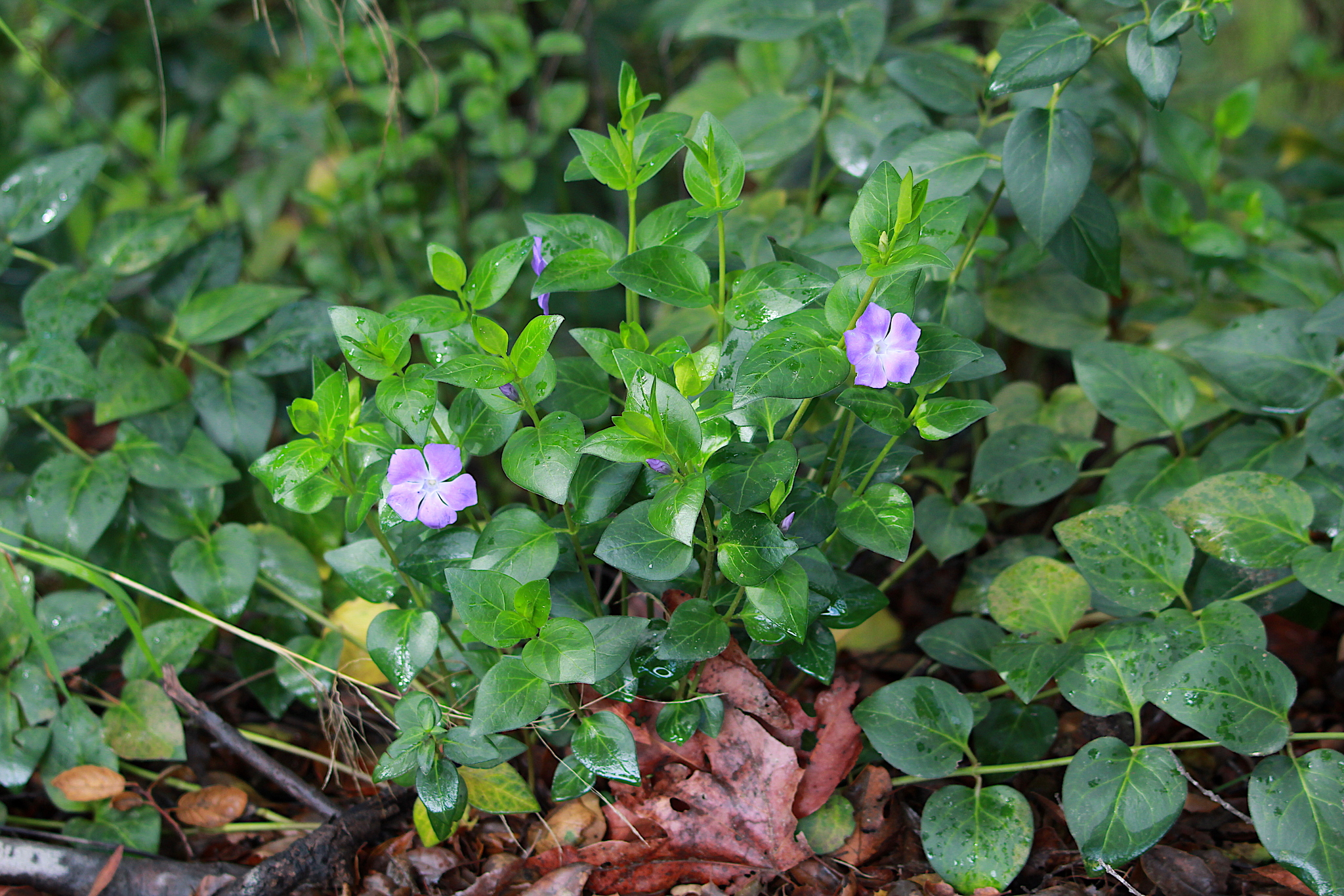 Photo 4 - Stem - Greater Periwinkle - Ontario Invasive Plant Council