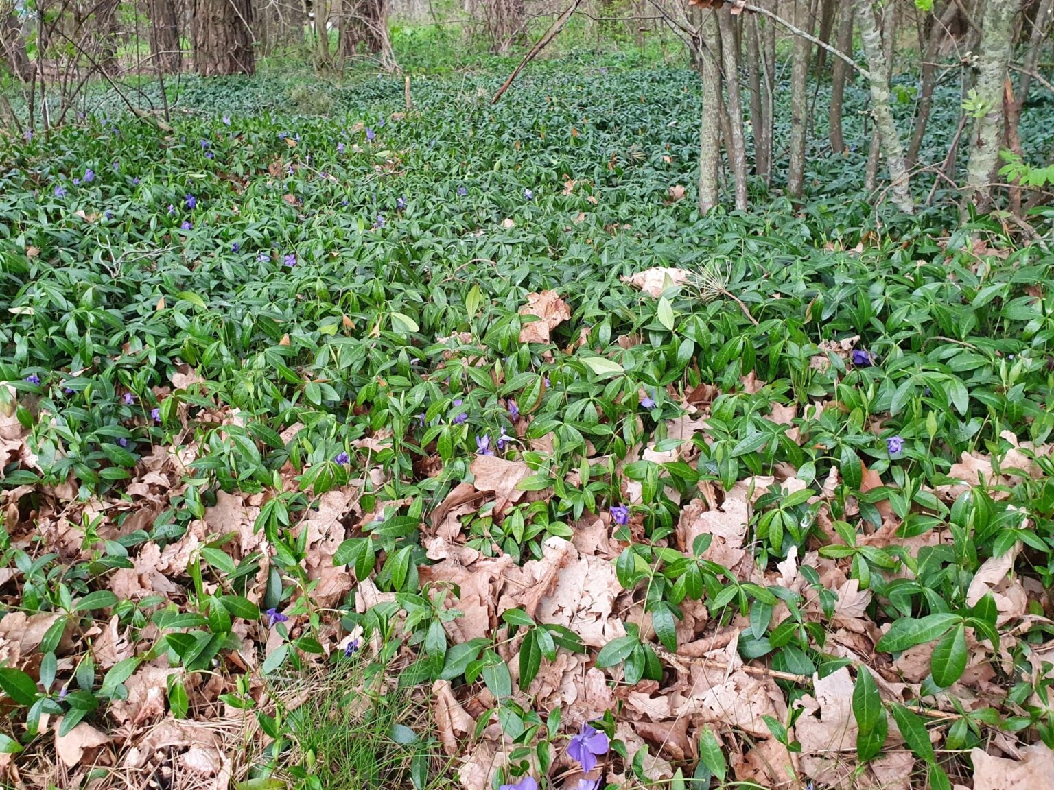 Photo 9 - Biology and Life Cycle - Ontario Invasive Plant Council