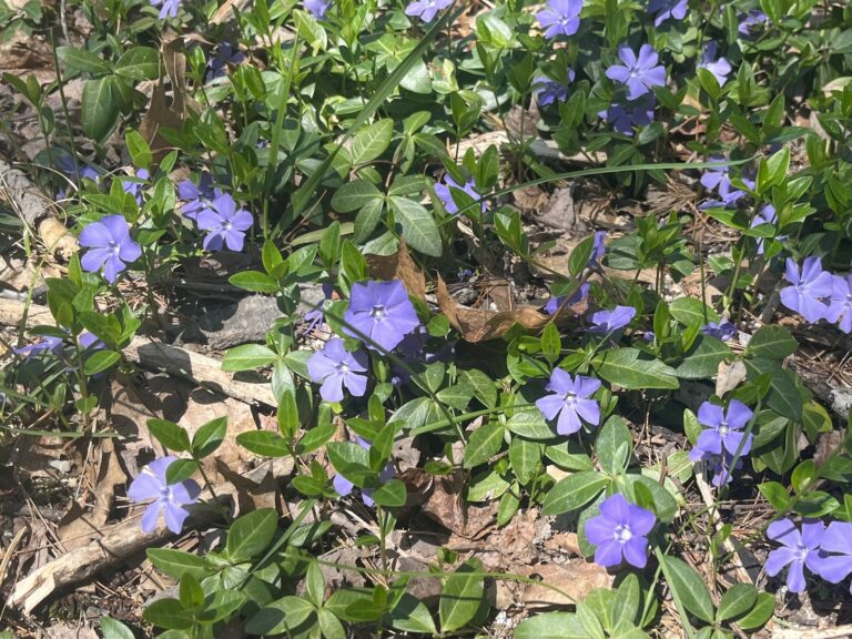 Periwinkle - Ontario Invasive Plant Council
